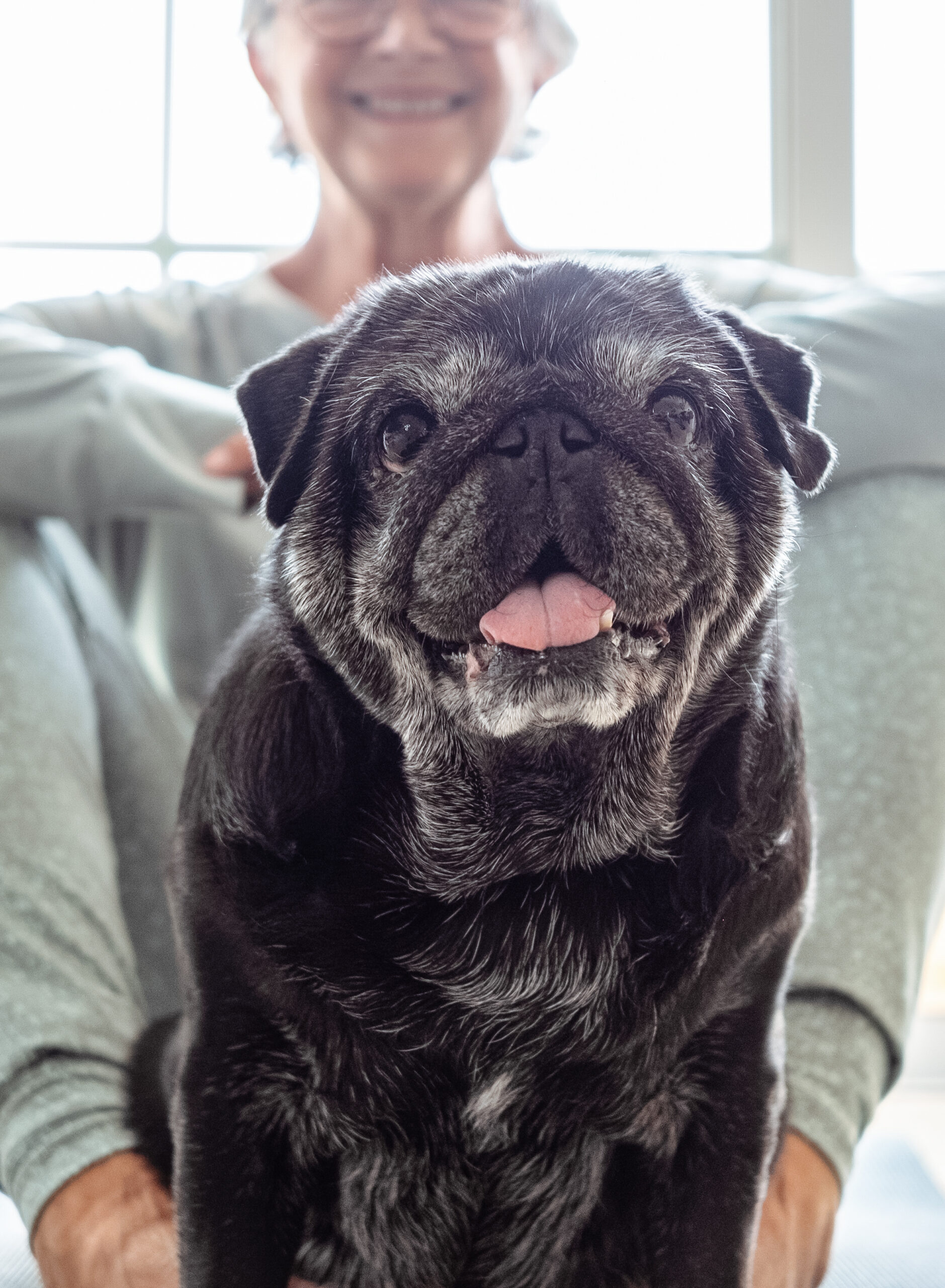 Evergreen Pug Rescue – Your Washington State Pug Rescue