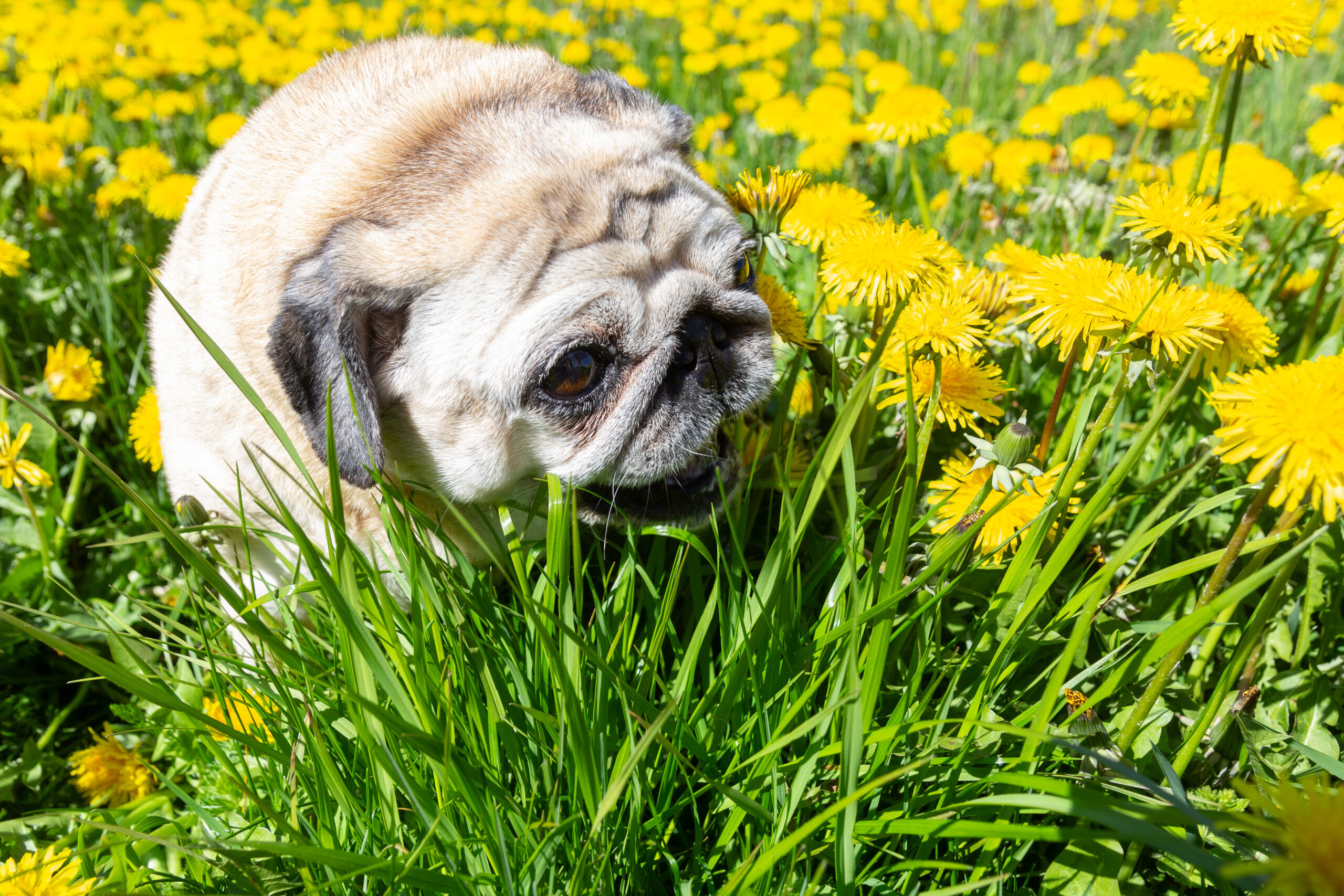 Recovery Room Dogs – Evergreen Pug Rescue