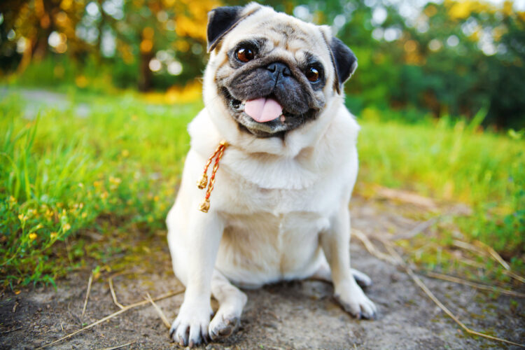 Evergreen Pug Rescue – Pug Rescue and Community in Washington State