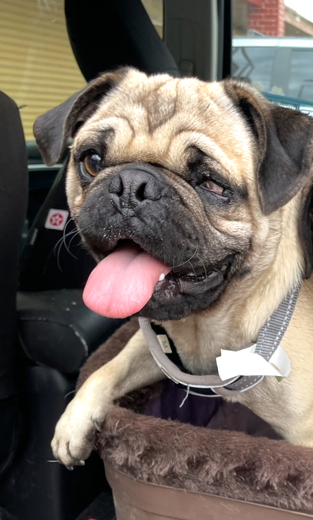 Jack – Evergreen Pug Rescue