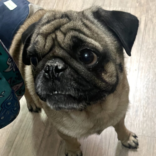 Rex – Evergreen Pug Rescue