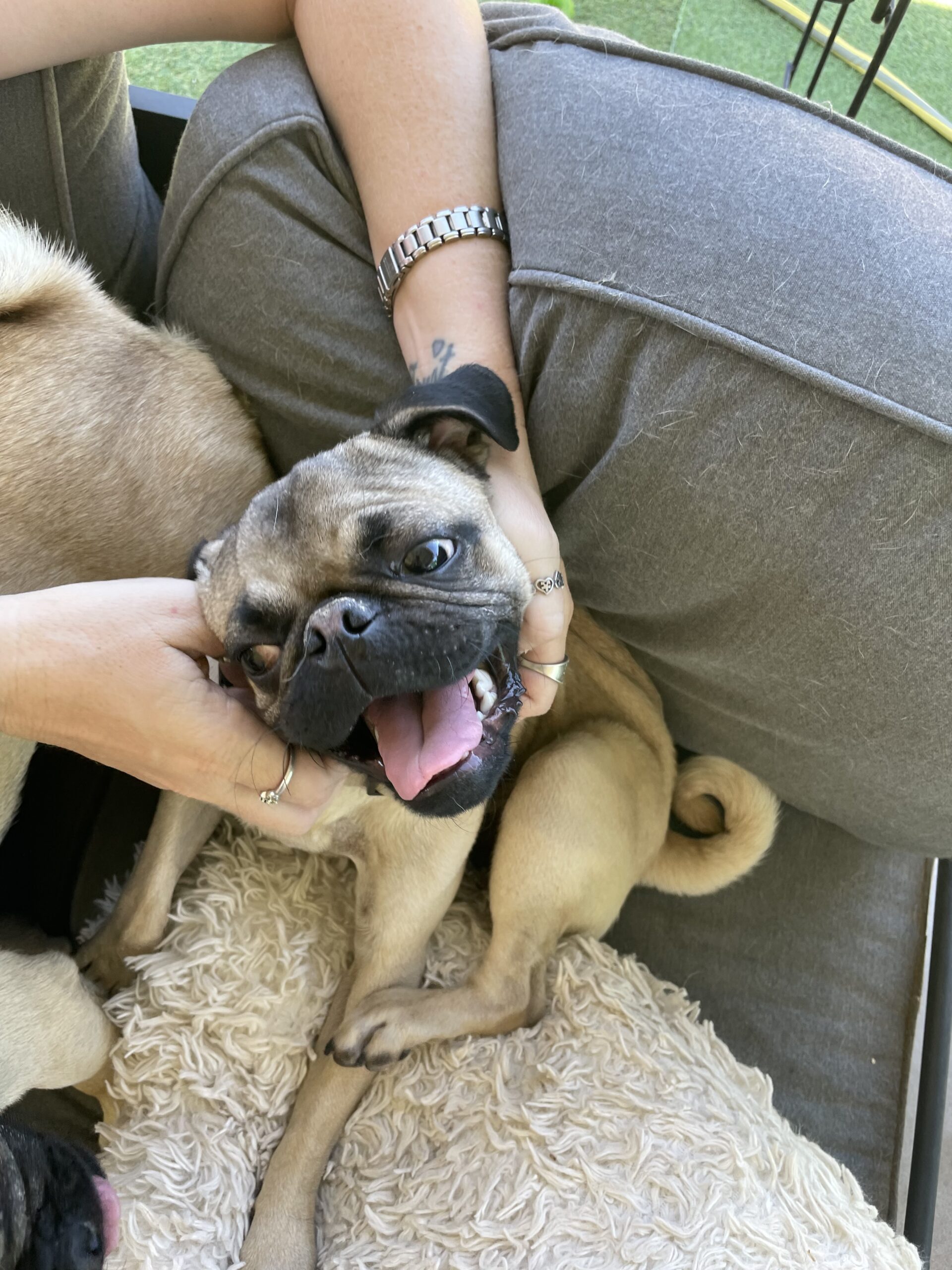 Rebel – Evergreen Pug Rescue