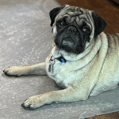Available Dogs – Evergreen Pug Rescue